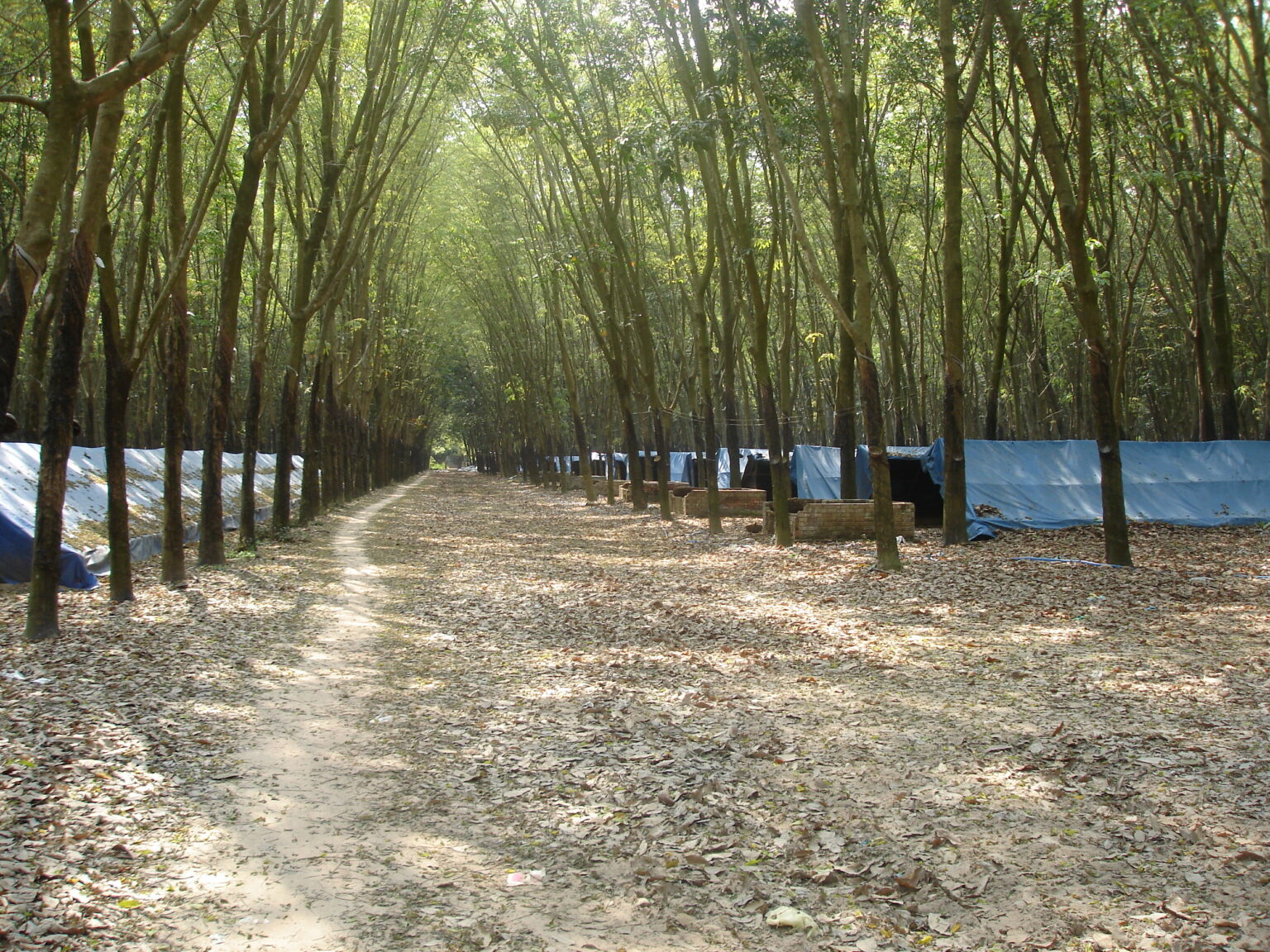 Earthworm farm in Vietnam | The No 1 worm farm industry - Viet Farming